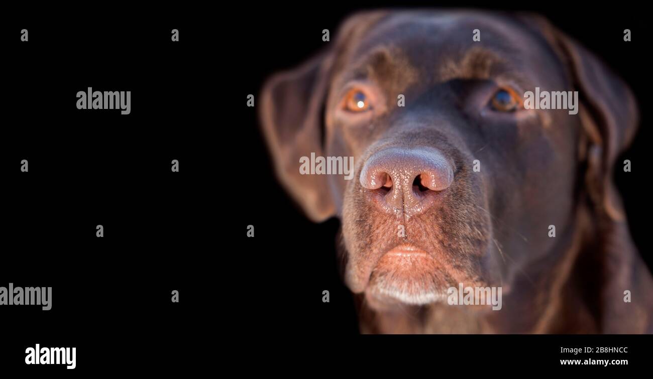 Face portrait of brown chocolate labrador retriever dog isolated on ...