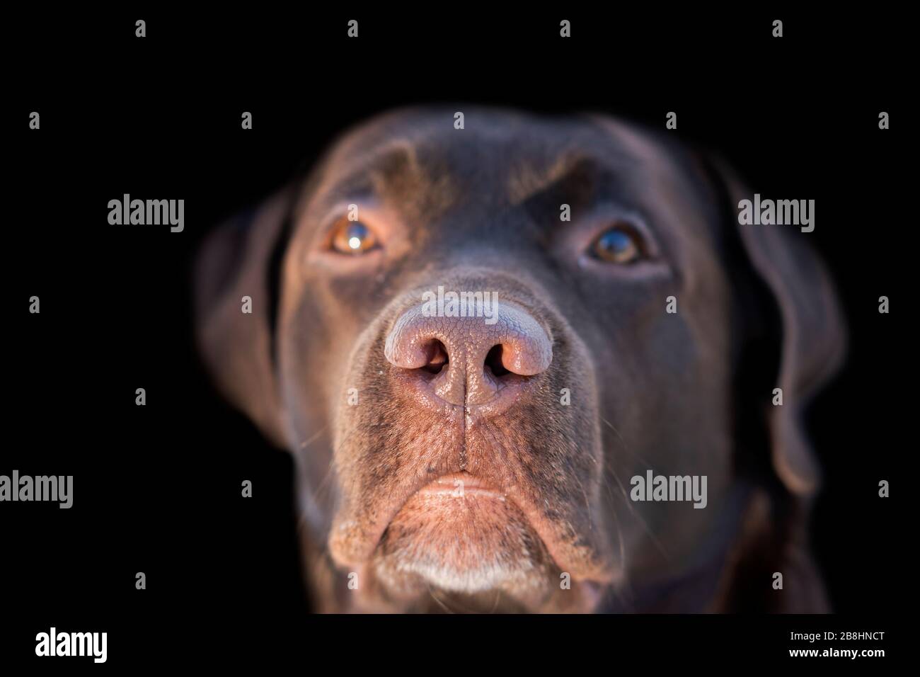 Face portrait of brown chocolate labrador retriever dog isolated on ...