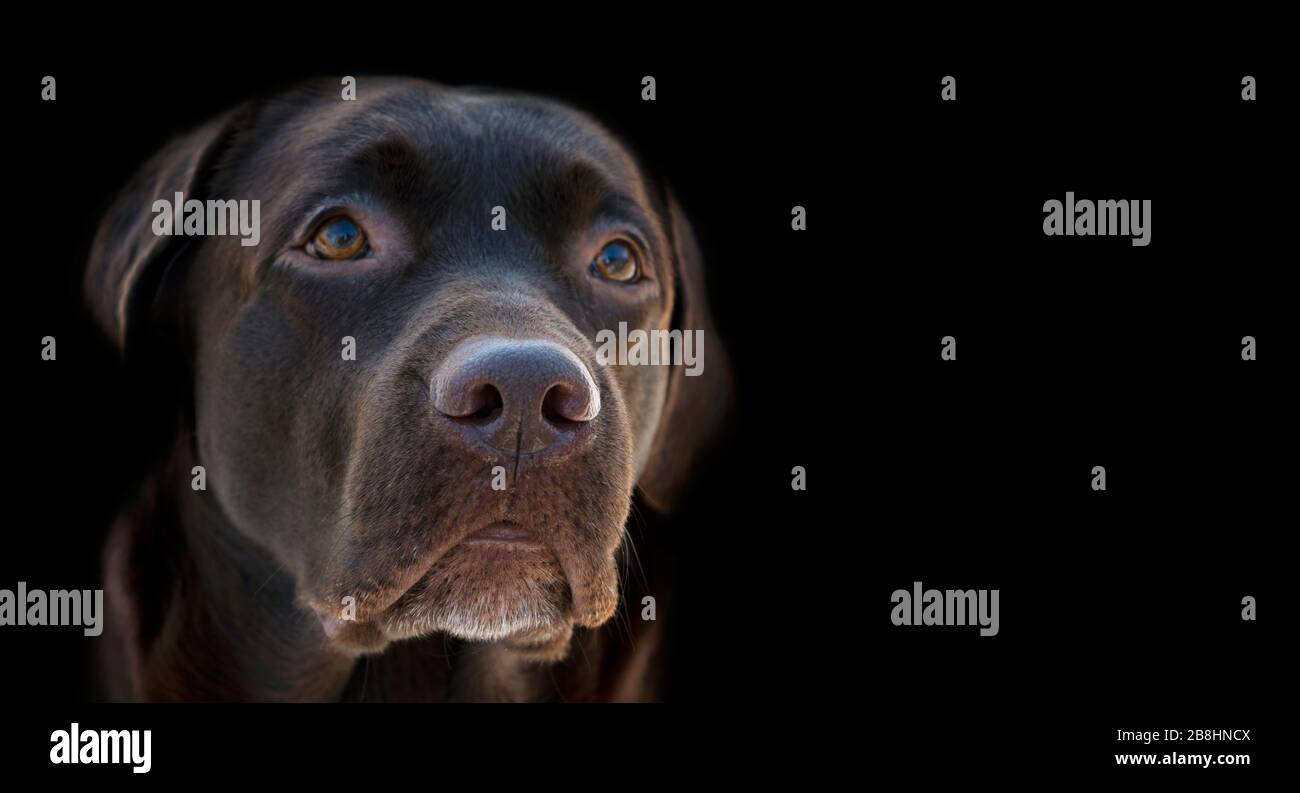 Face portrait of brown chocolate labrador retriever dog isolated on ...