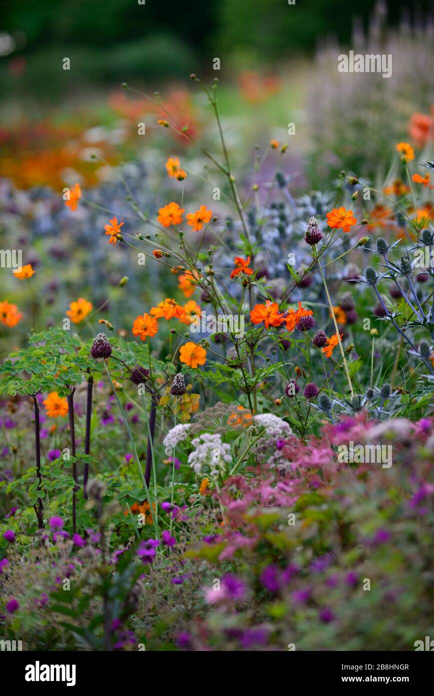 Allium sphaerocephalon purple flowers hi-res stock photography and ...