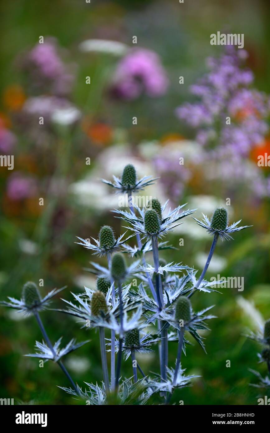 Eryngium × zabelii big blue,blue thistle,blue sea holly,flower,flowers ...