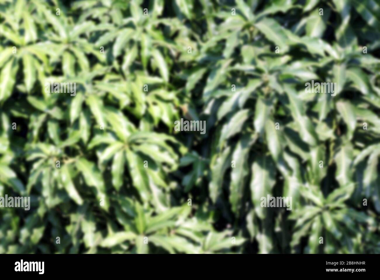 blurred mango tree farm for background, blur tree background Stock ...