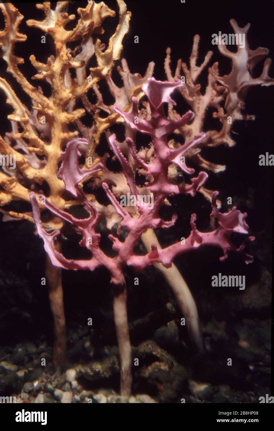 Gorgonian reef tank hi-res stock photography and images - Alamy