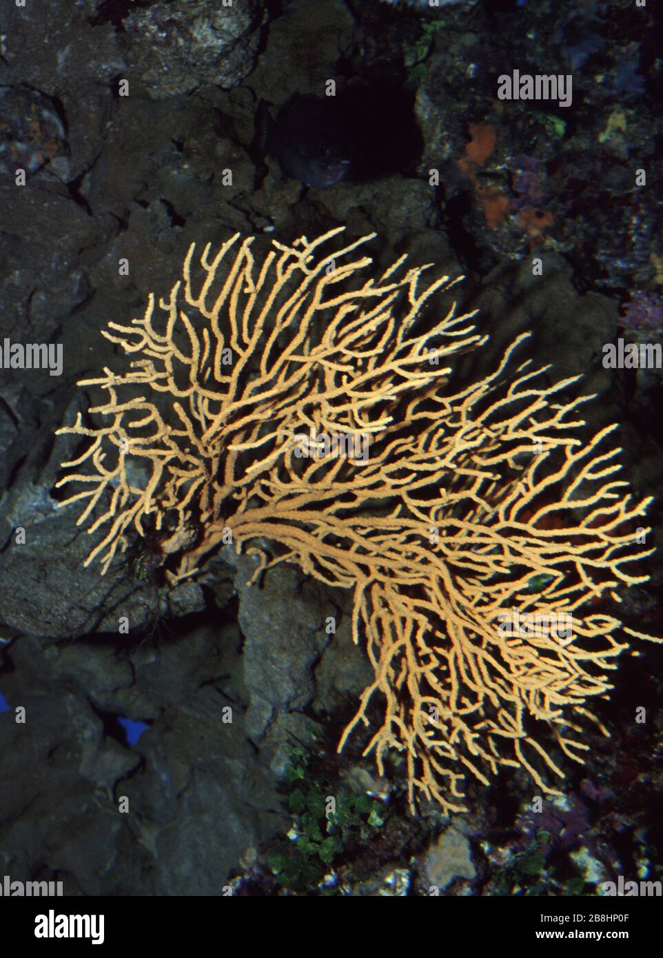 Yellow sea whip hi-res stock photography and images - Alamy
