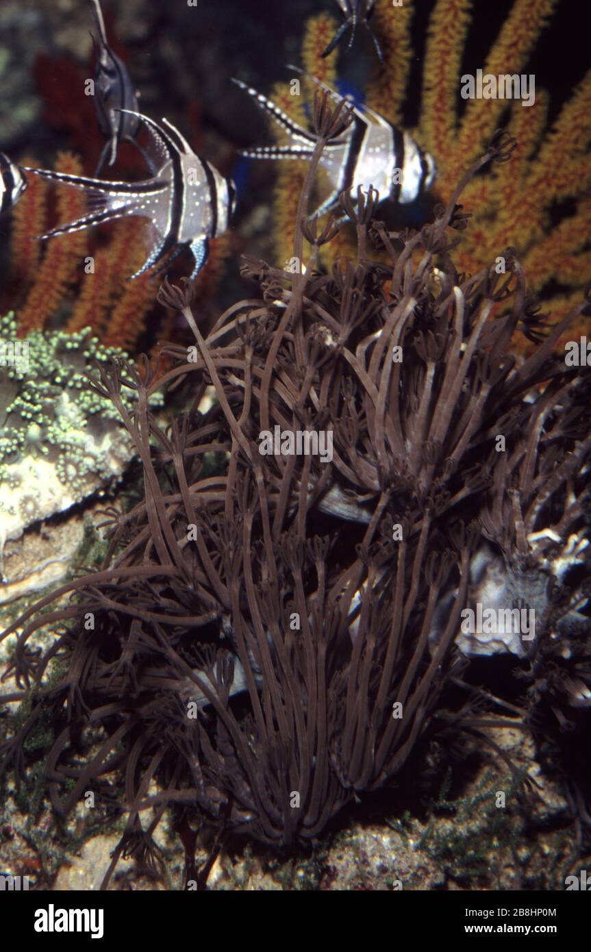 Waving hand coral, Anthelia sp Stock Photo - Alamy