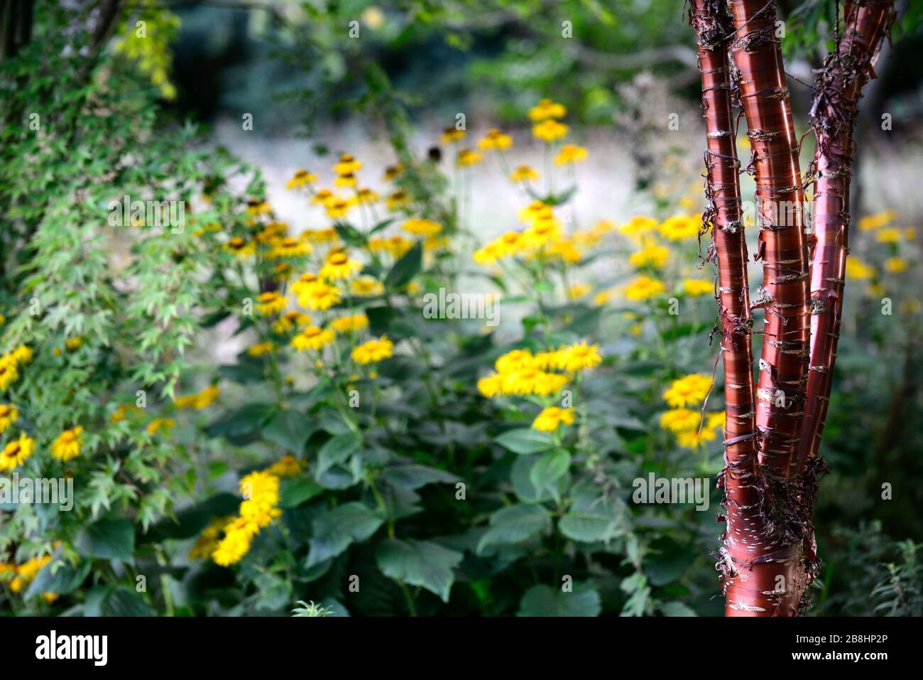 Prunus serrula tree bark hi-res stock photography and images - Alamy