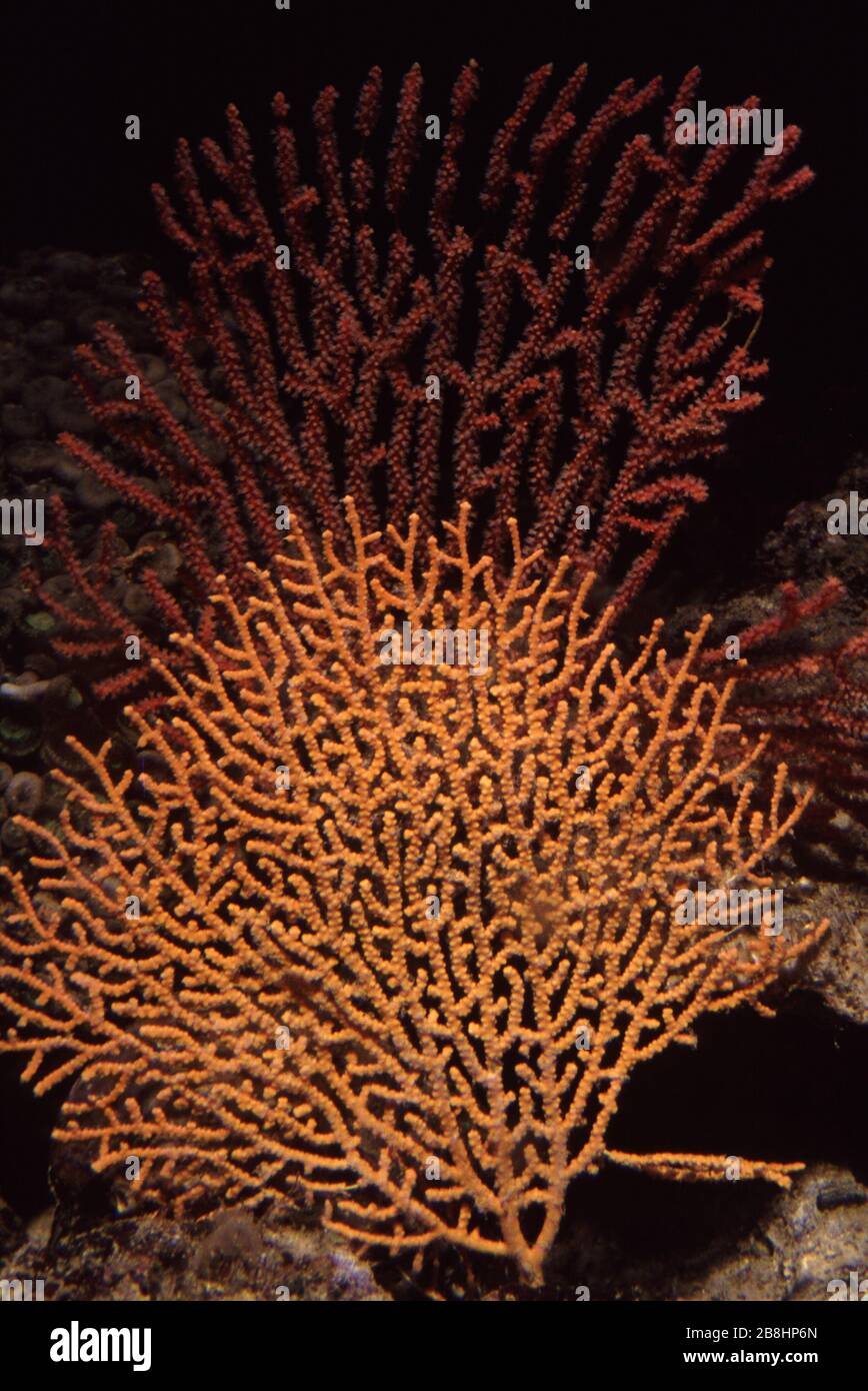 Melithaea sp hi-res stock photography and images - Alamy