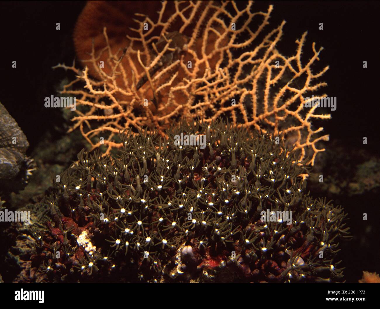 Ecology polyps hi-res stock photography and images - Alamy