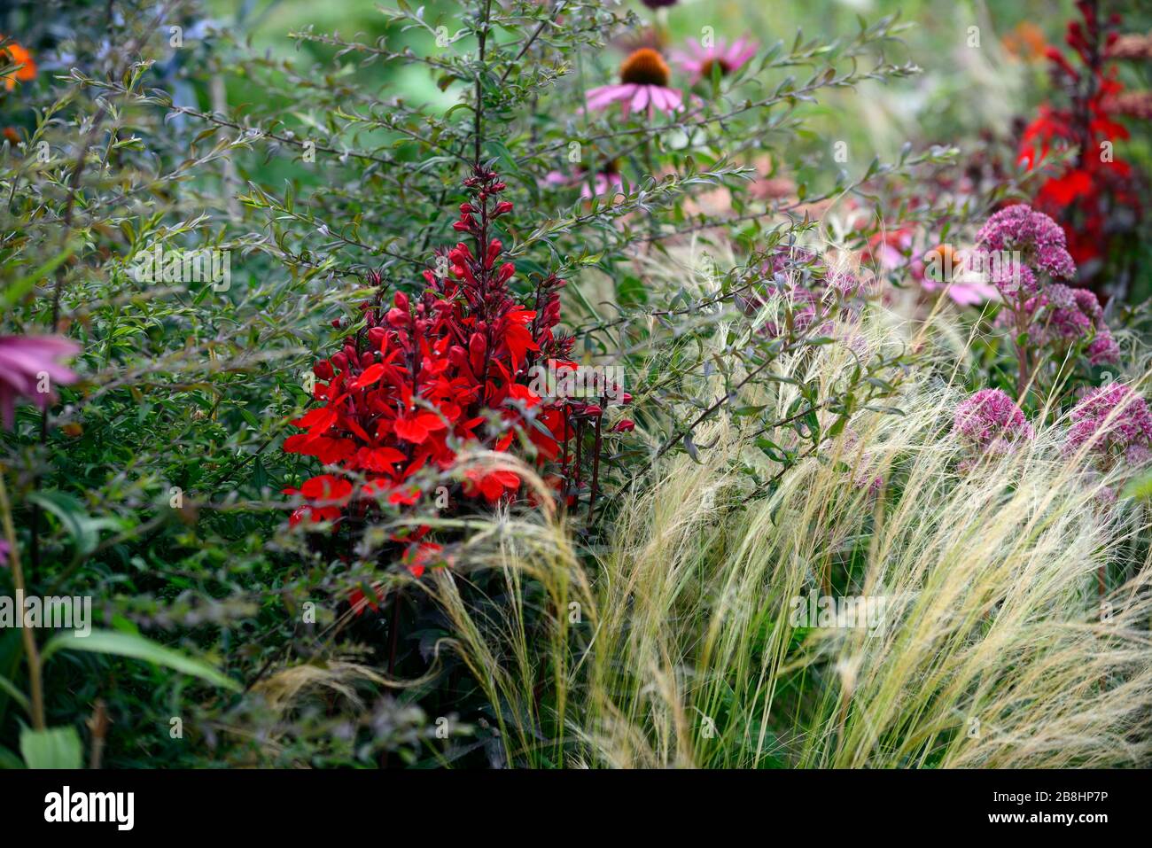 Bed of lobelia hi-res stock photography and images - Alamy