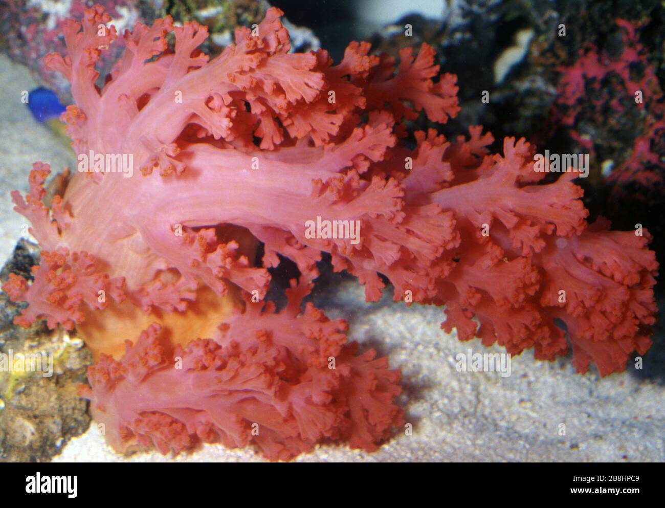 Flower tree coral, Scleronephthya sp Stock Photo - Alamy