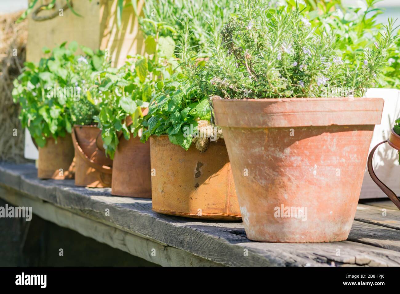various herbs in rusty metal pots and can standing on wooden table ...