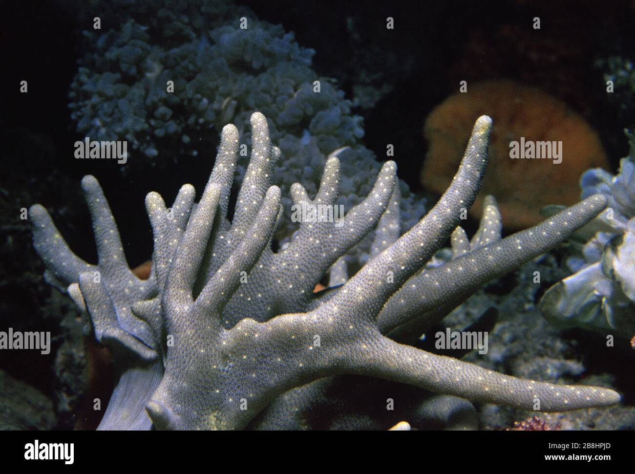 Coral sinularia hi-res stock photography and images - Alamy