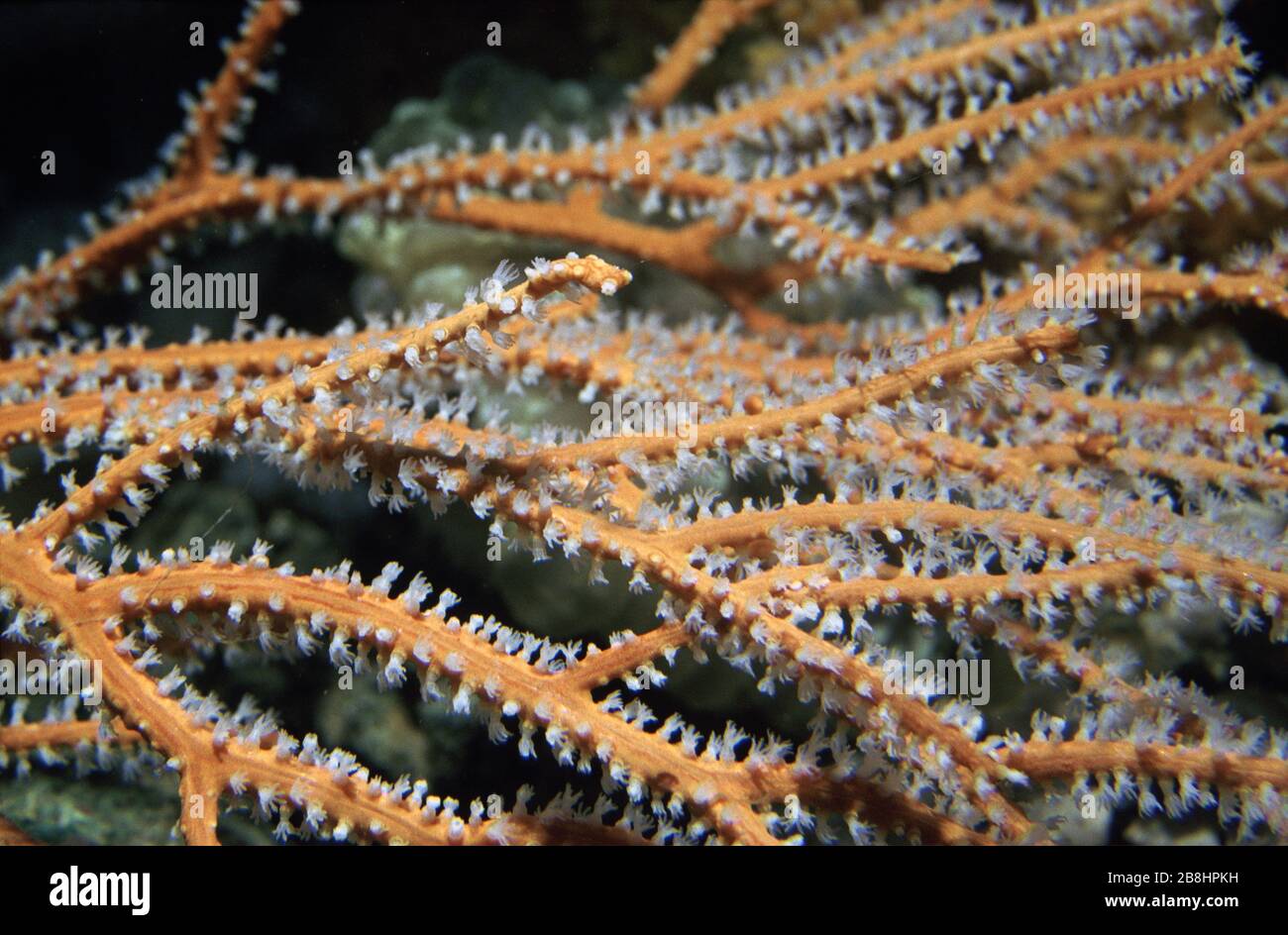 Melithaea sp hi-res stock photography and images - Alamy