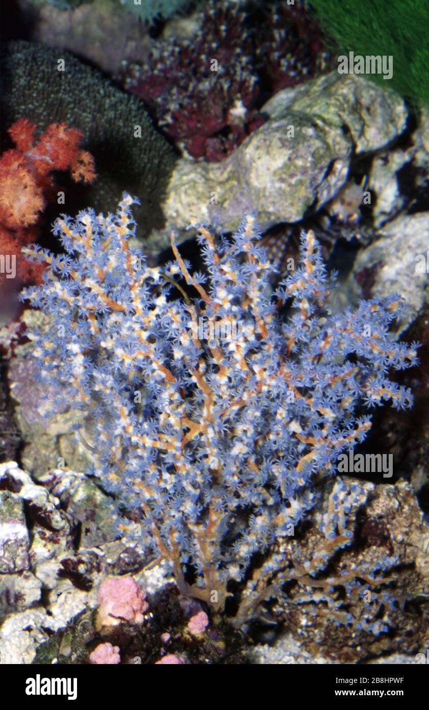Blueberry gorgonian, Guaiagorgia sp Stock Photo - Alamy