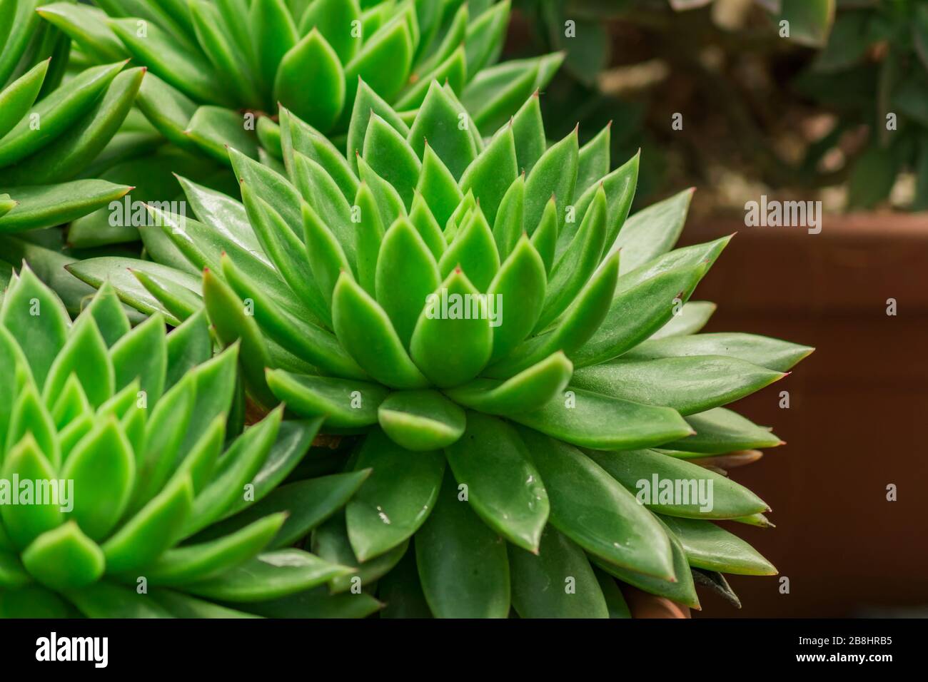 Pottet Plants High Resolution Stock Photography and Images - Alamy