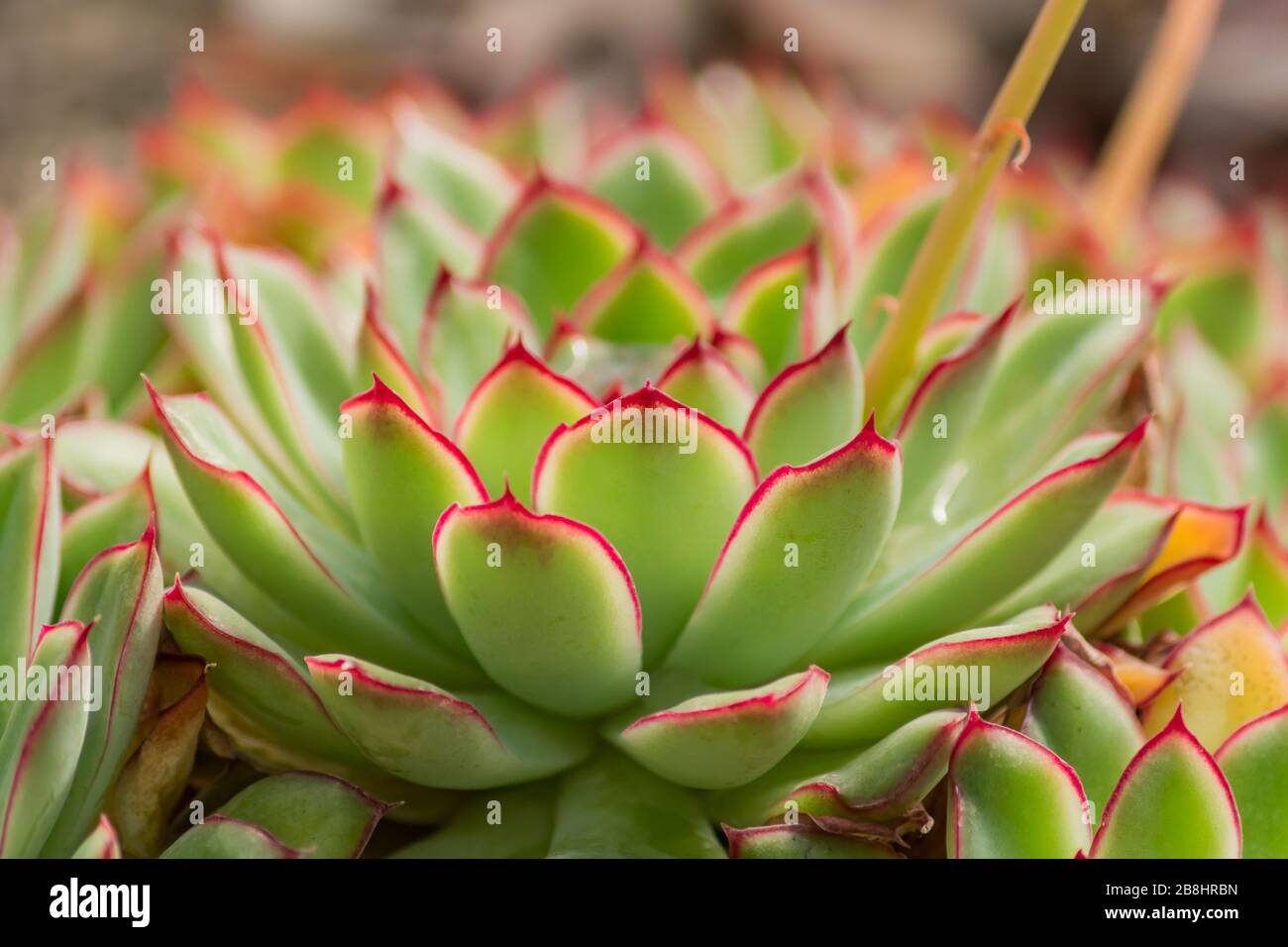 Pottet plants hi-res stock photography and images - Alamy