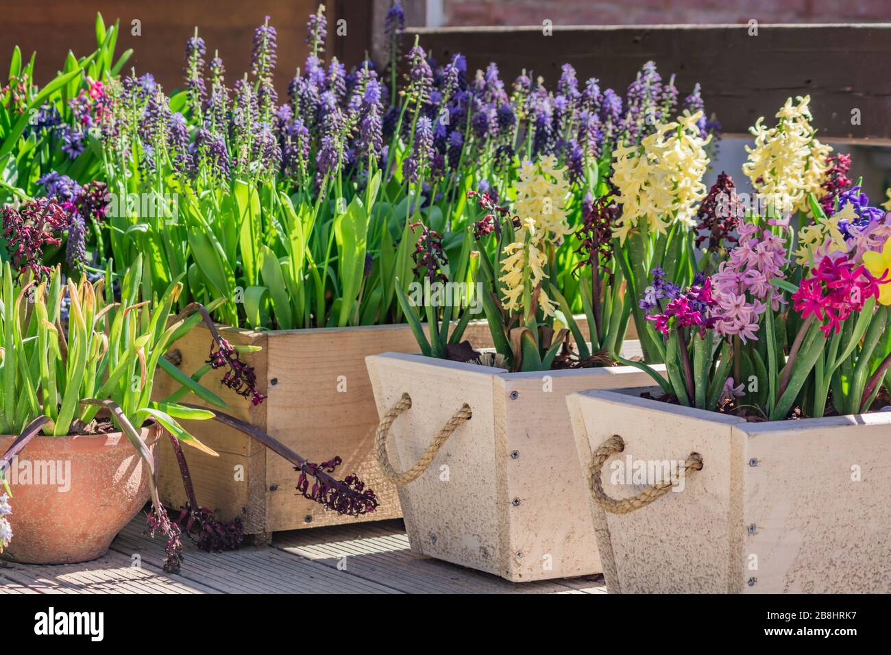 blooming multicolor hyacinths growing in wooden pots, garden decoration ...