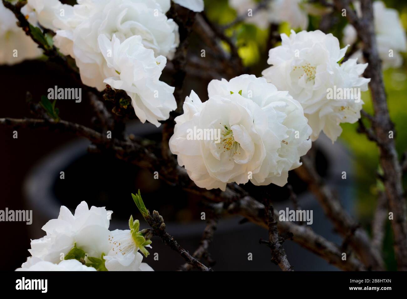 Fleur de fleur de pêcher hi-res stock photography and images - Alamy