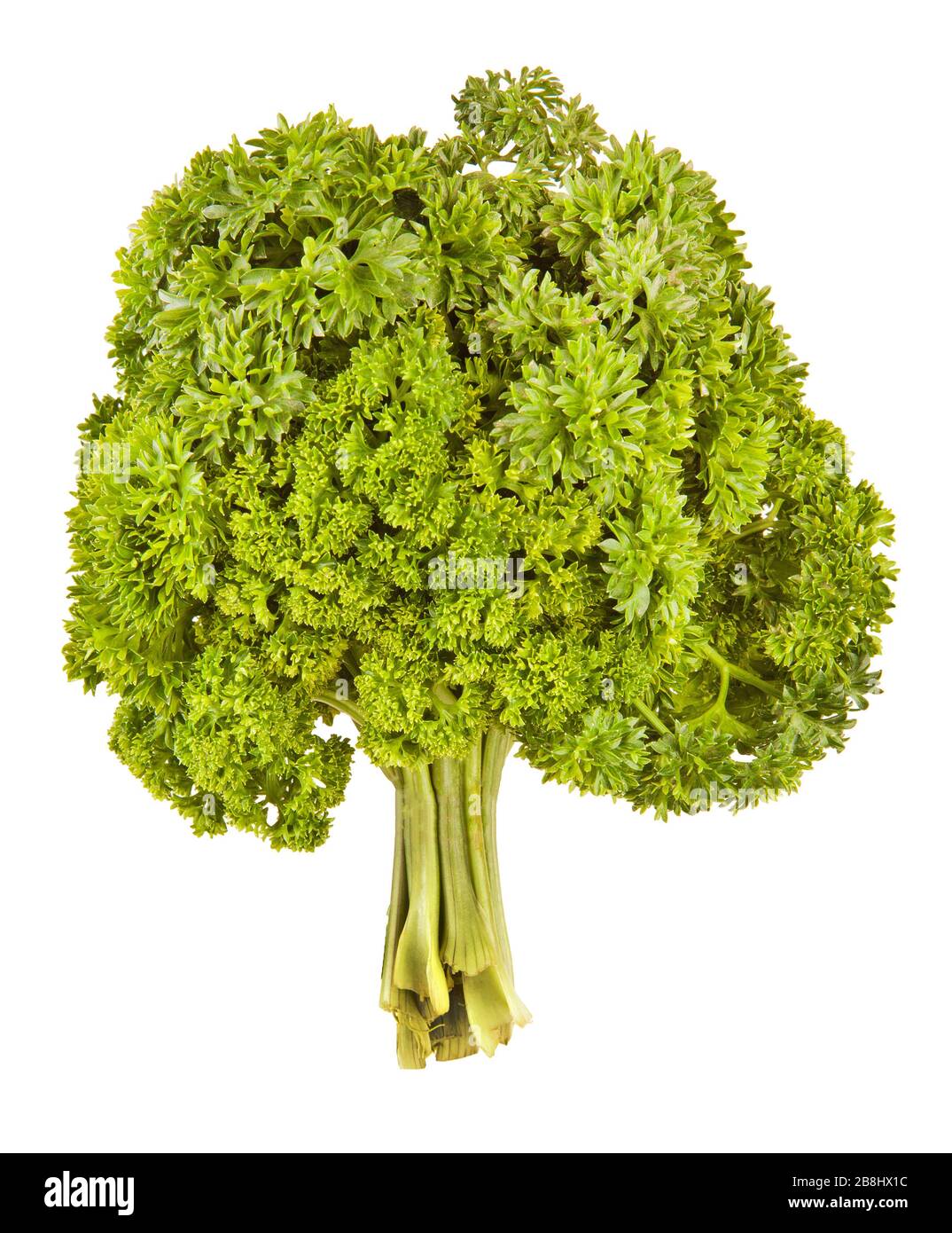 Fennel isolated on the white background Stock Photo - Alamy
