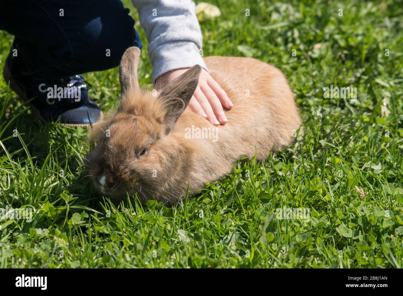 little girl strocking brown rabbit outdoors Stock Photo - Alamy