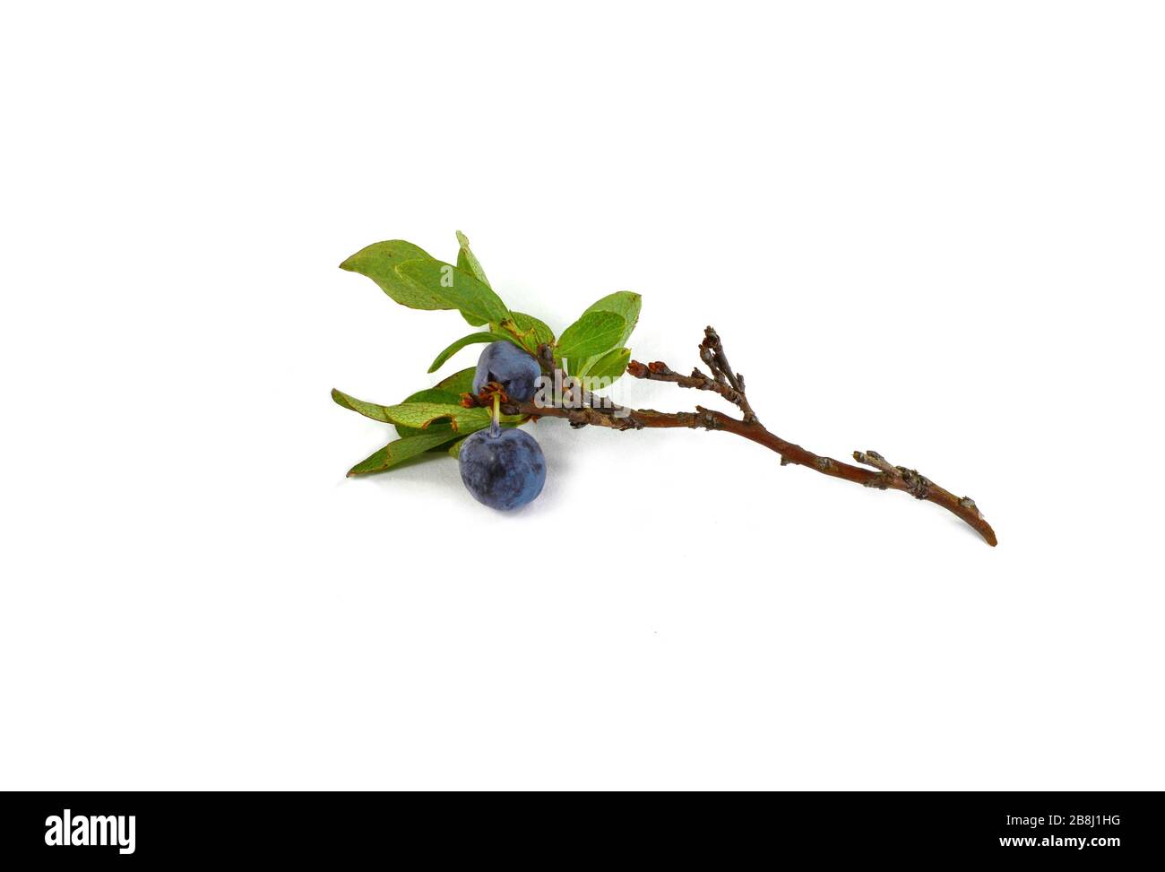 Sweet blueberries branch with leaves close up isolated on white Stock ...