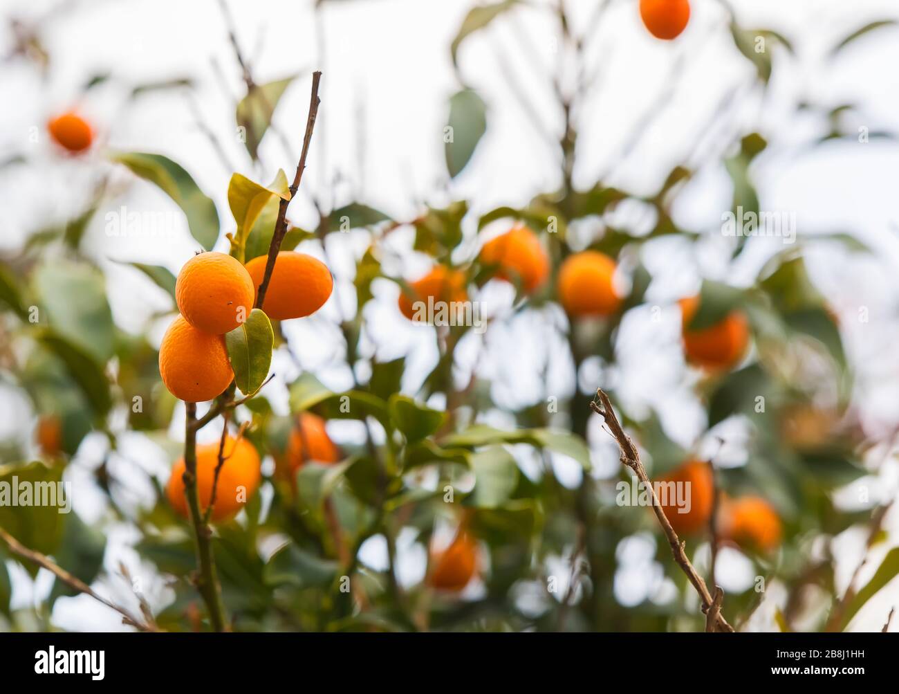 Kumquat fruit tree in home garden Stock Photo - Alamy