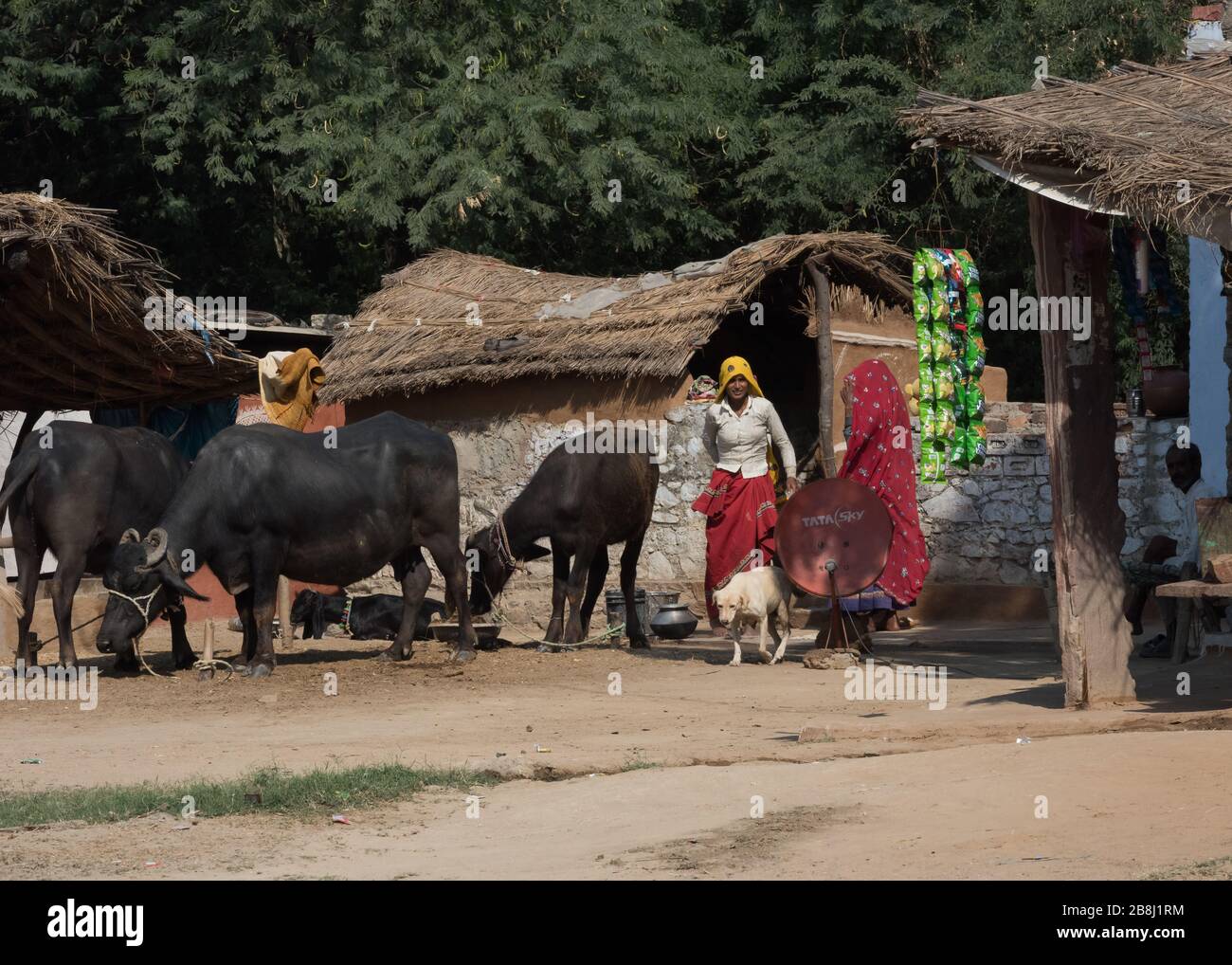 Typical Street scene and lifestyle in India Stock Photo - Alamy