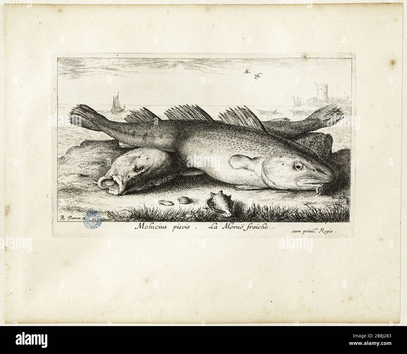 Morue fraiche hi-res stock photography and images - Alamy