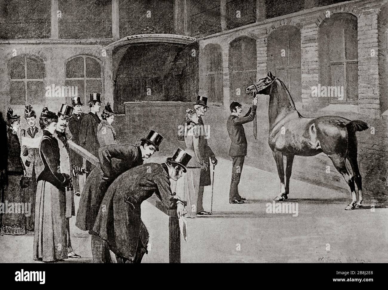 Animals, swans, predator bird, an illustration of pure bred horses ...