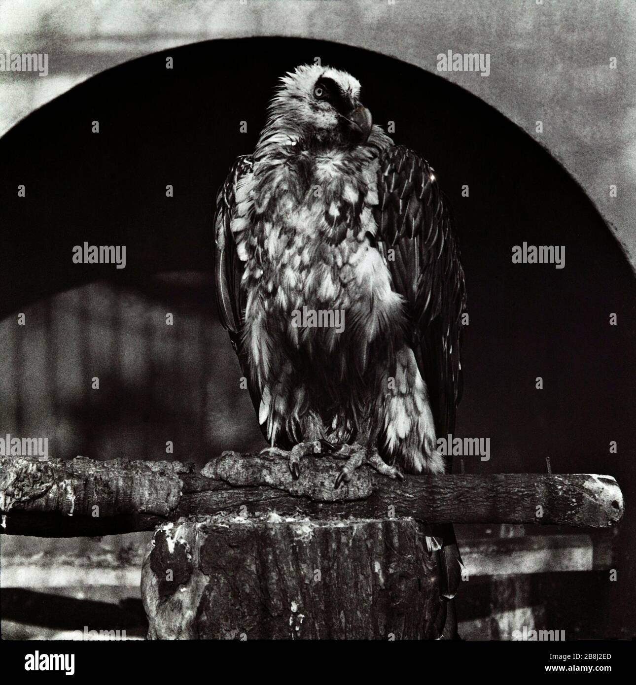 Animals, swans, predator bird, an illustration of pure bred horses ...