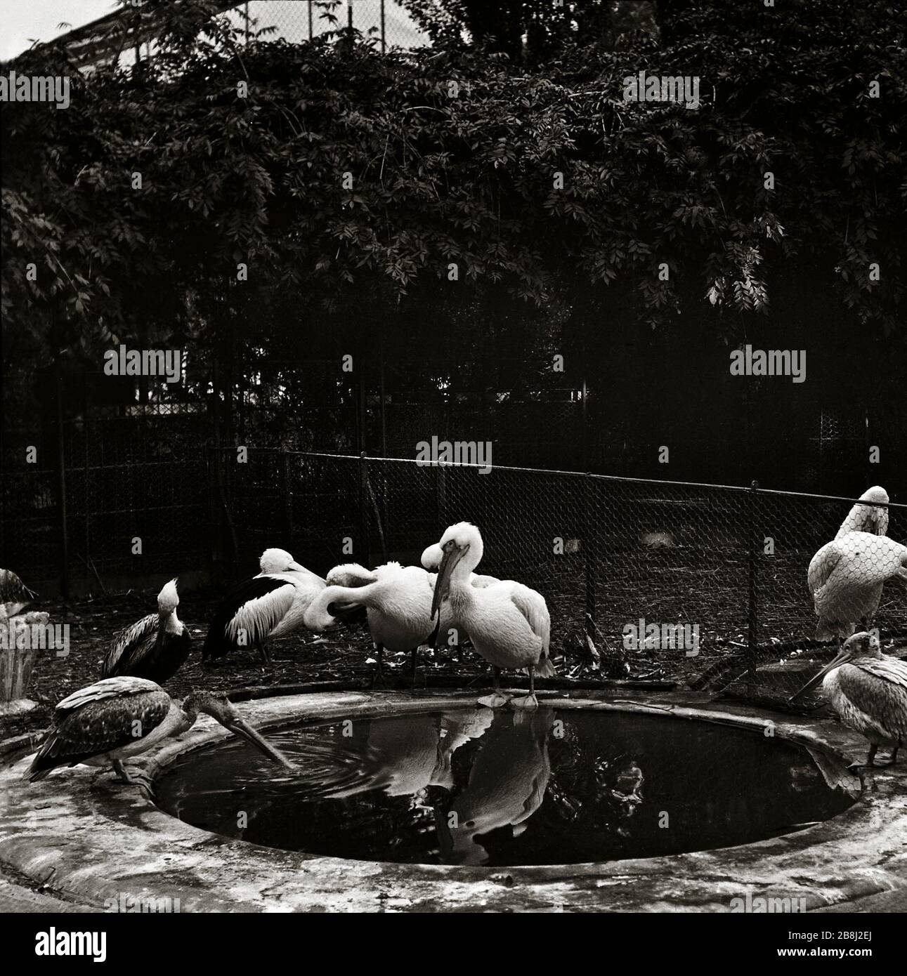 Animals, swans, predator bird, an illustration of pure bred horses ...