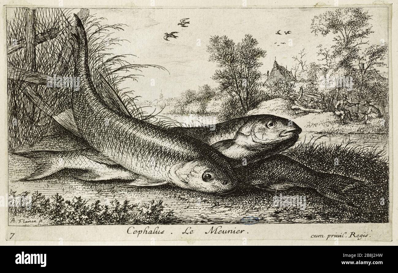 Miscellaneous espèces de Poissons d'eau douce, première partie, Le ...