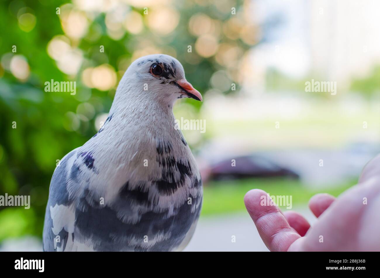 Hand near nose hi-res stock photography and images - Alamy