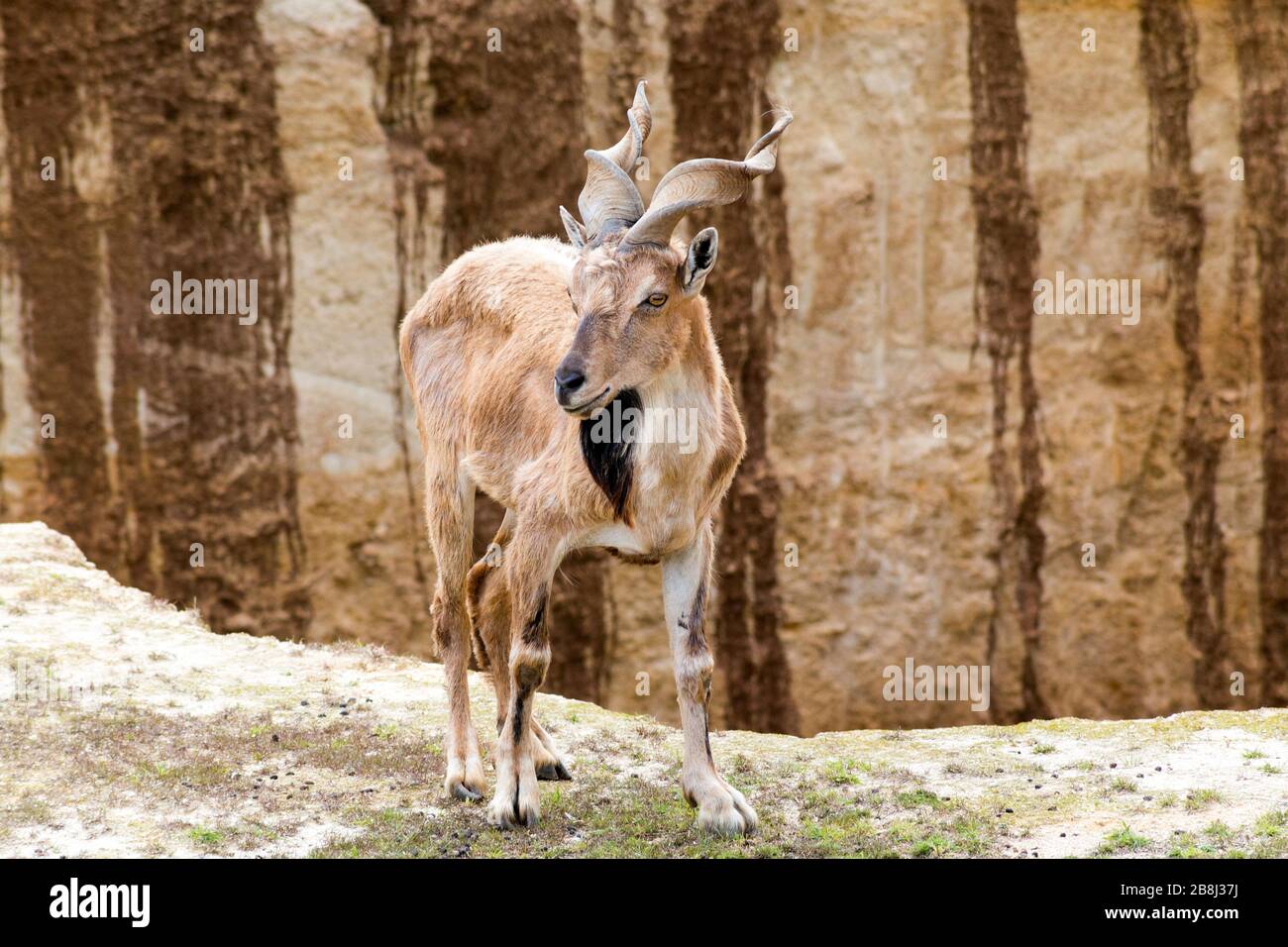 Markhor also known as a screw horn goat grazing in a rocky terrain ...