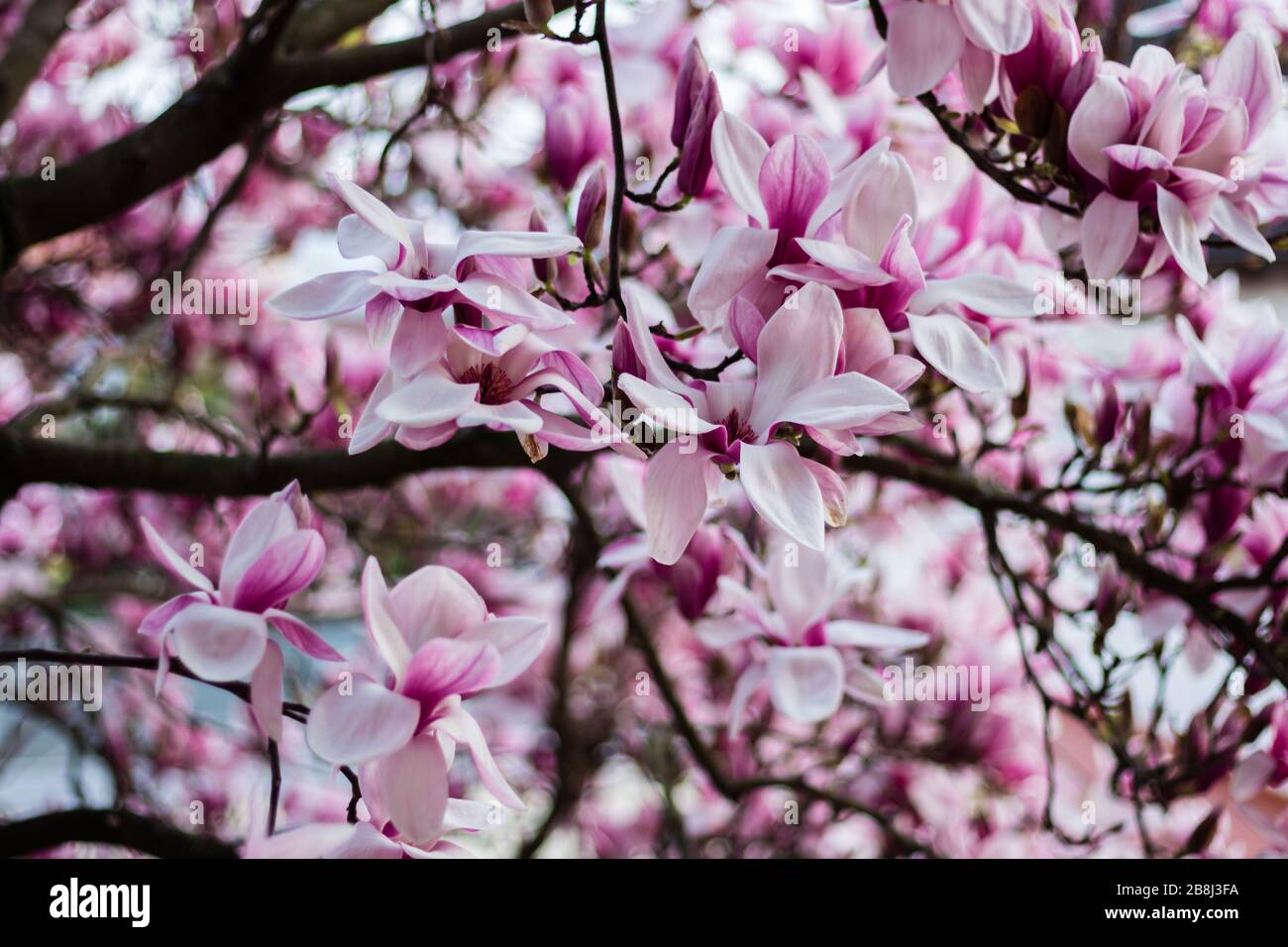Beautyfull wallpaper hi-res stock photography and images - Alamy