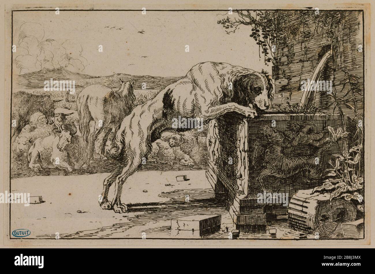 Portrait de vieux chien hi-res stock photography and images - Alamy