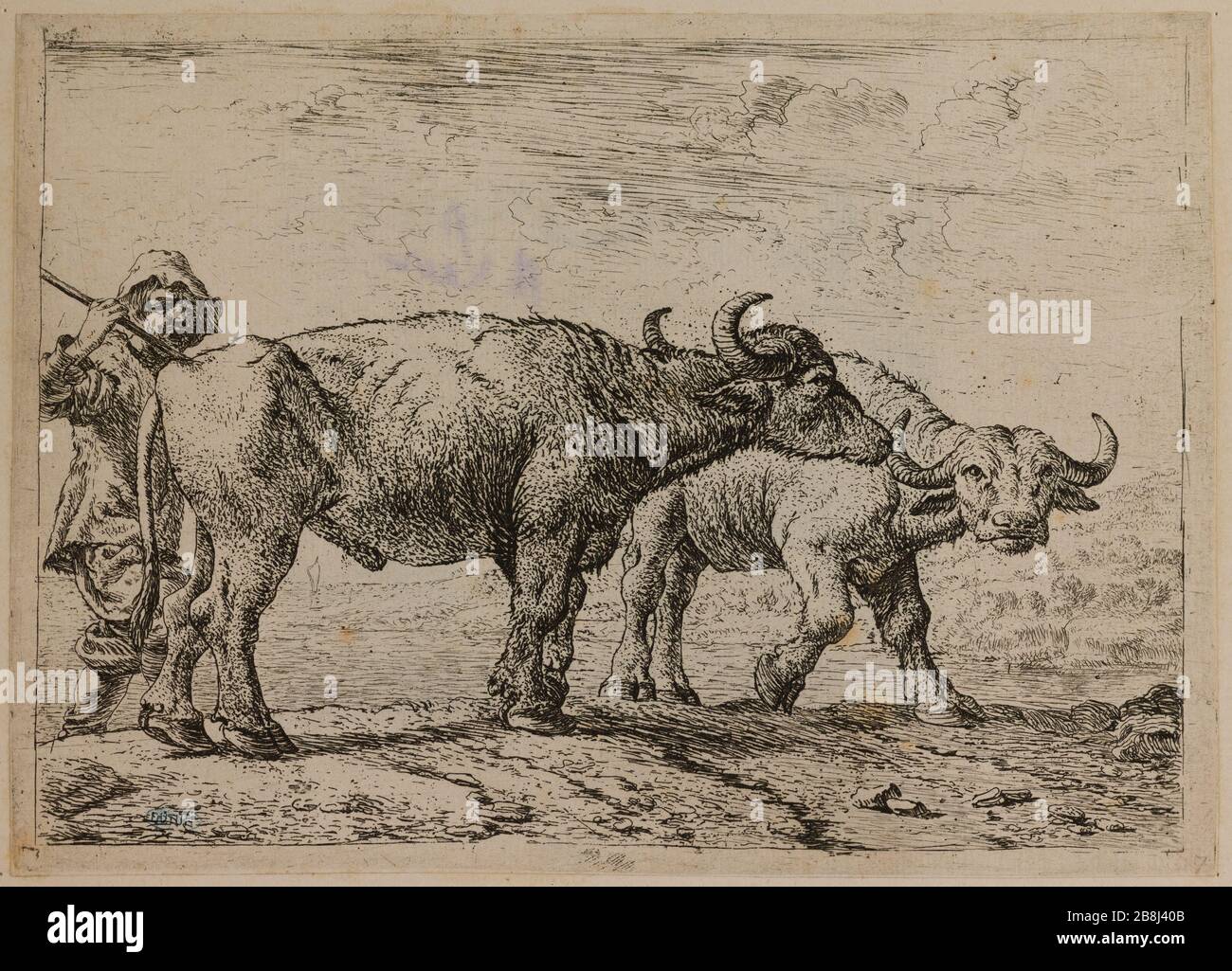 Eau de buffles hi-res stock photography and images - Alamy