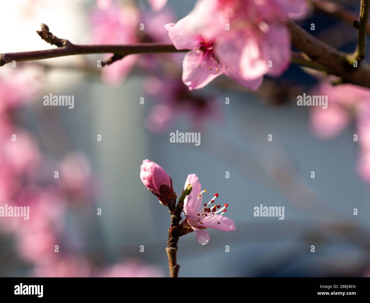 Peach orchard in full hi-res stock photography and images - Alamy