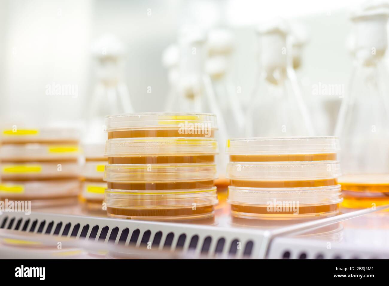 Scientist growing bacteria in petri dishes on agar gel as a part of ...