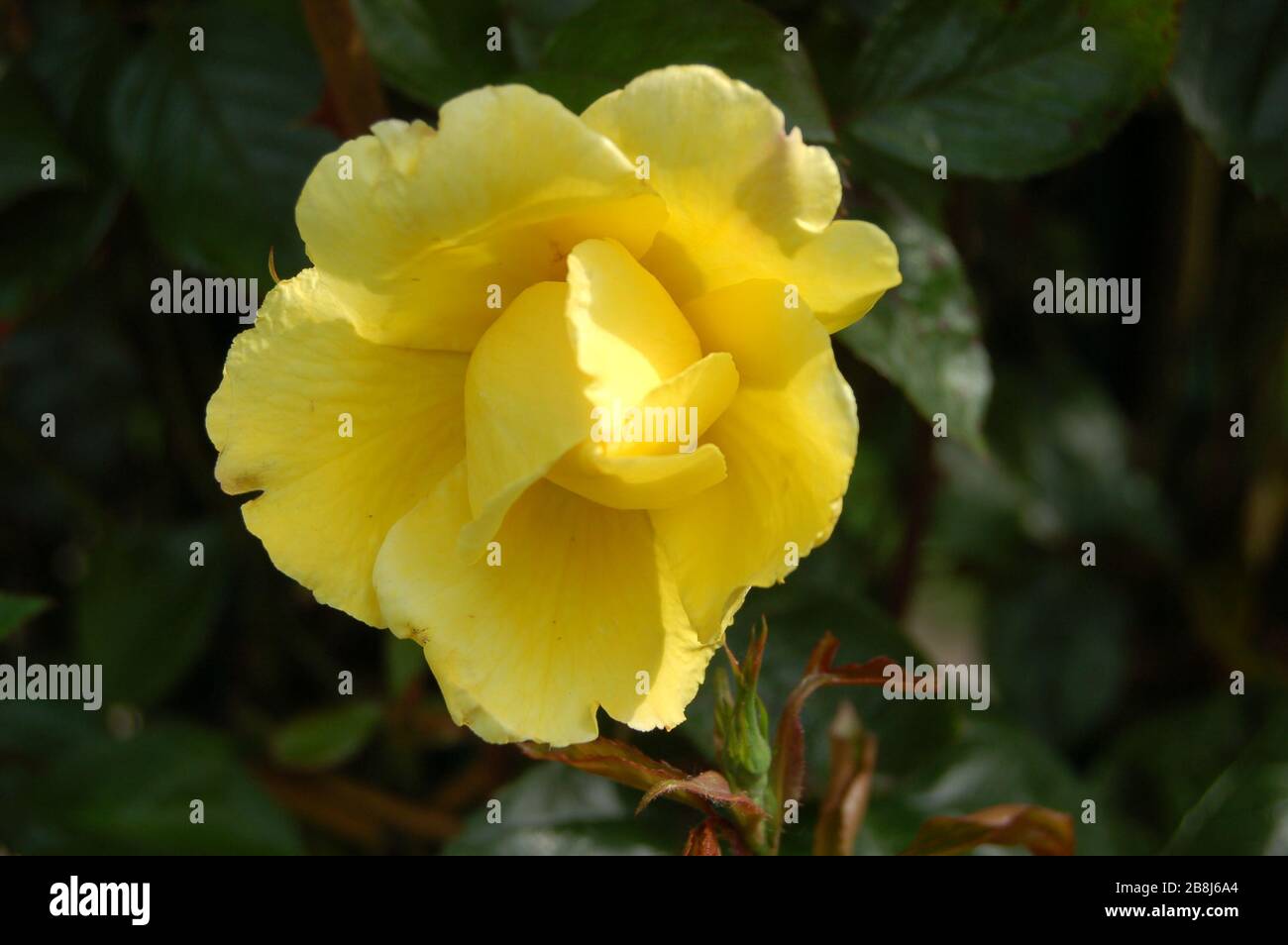 Golden Showers High Resolution Stock Photography and Images - Alamy