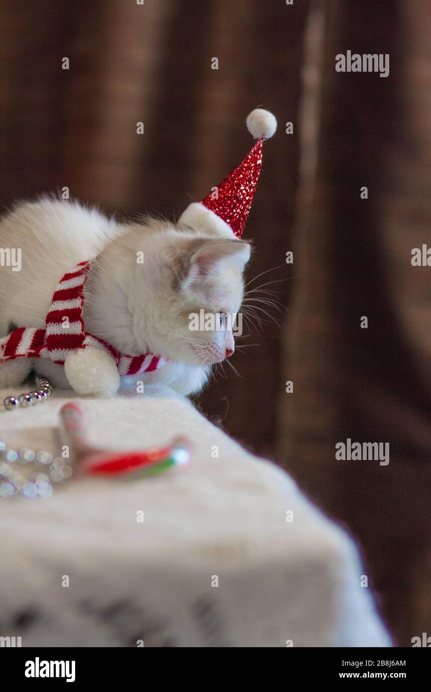 Snow-white kitten with a pink nose Stock Photo - Alamy