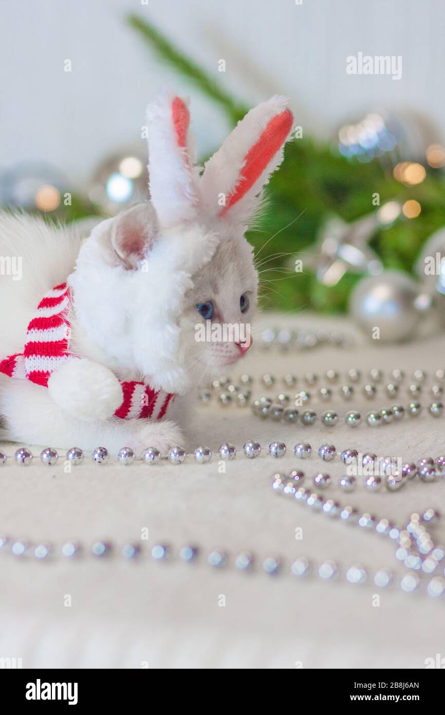 Snow-white kitten with a pink nose Stock Photo - Alamy
