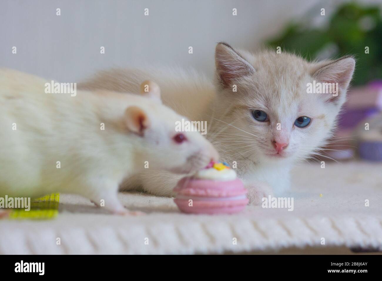 Snow-white kitten with a pink nose Stock Photo - Alamy