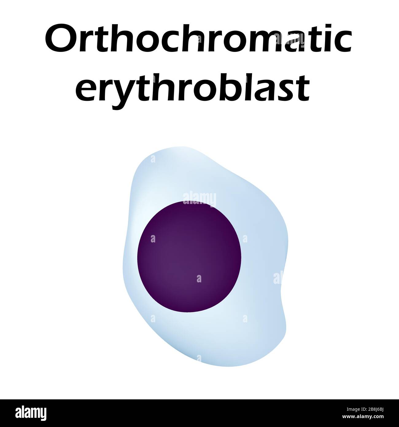 The structure of the erythrocyte. Erythrocyte blood cell. The structure ...