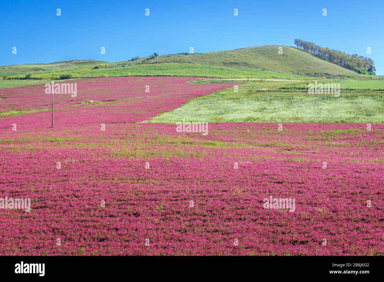 Sulla coronaria hi-res stock photography and images - Alamy