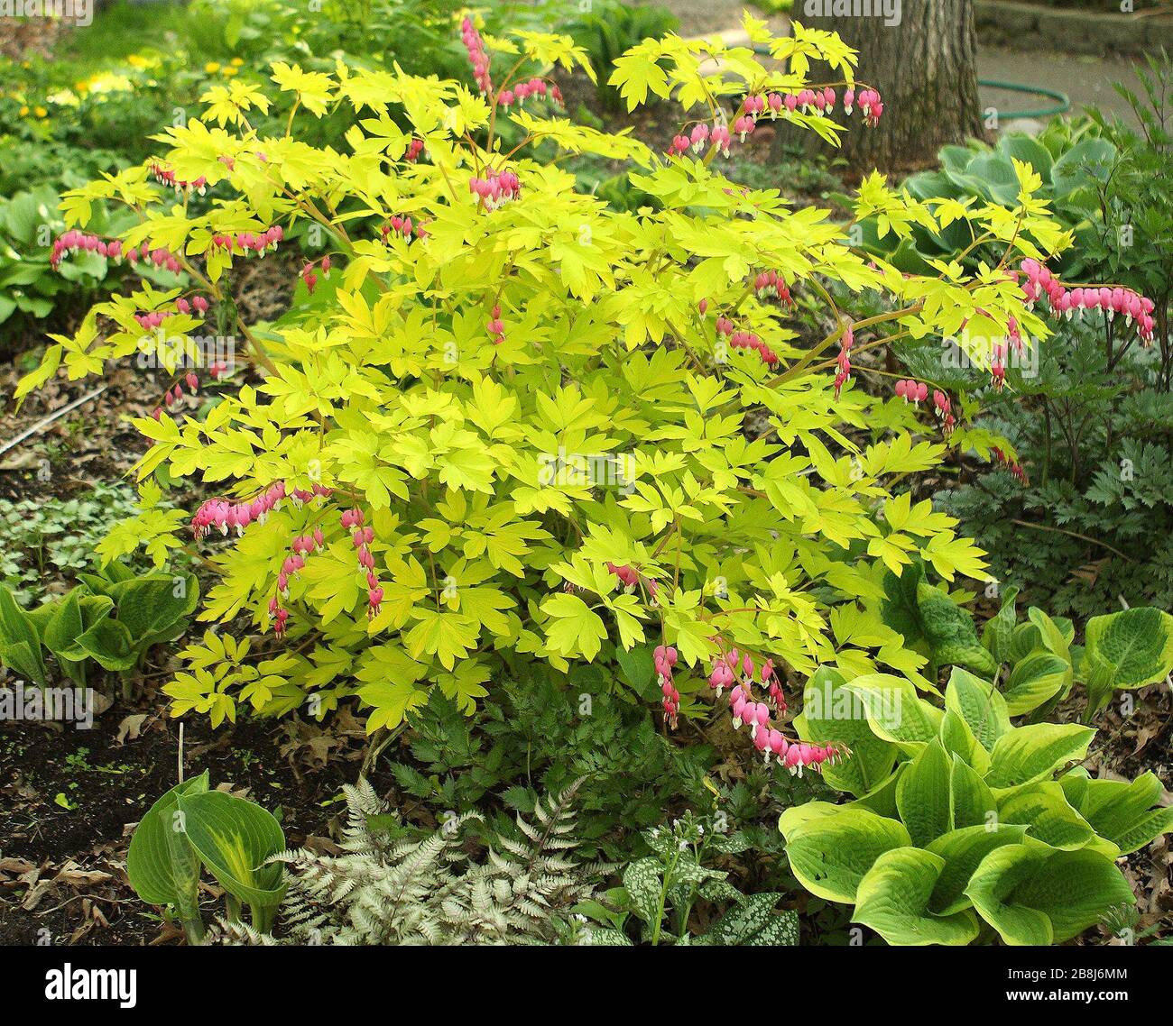 Dicentra spectabilis gold heart hi-res stock photography and images - Alamy