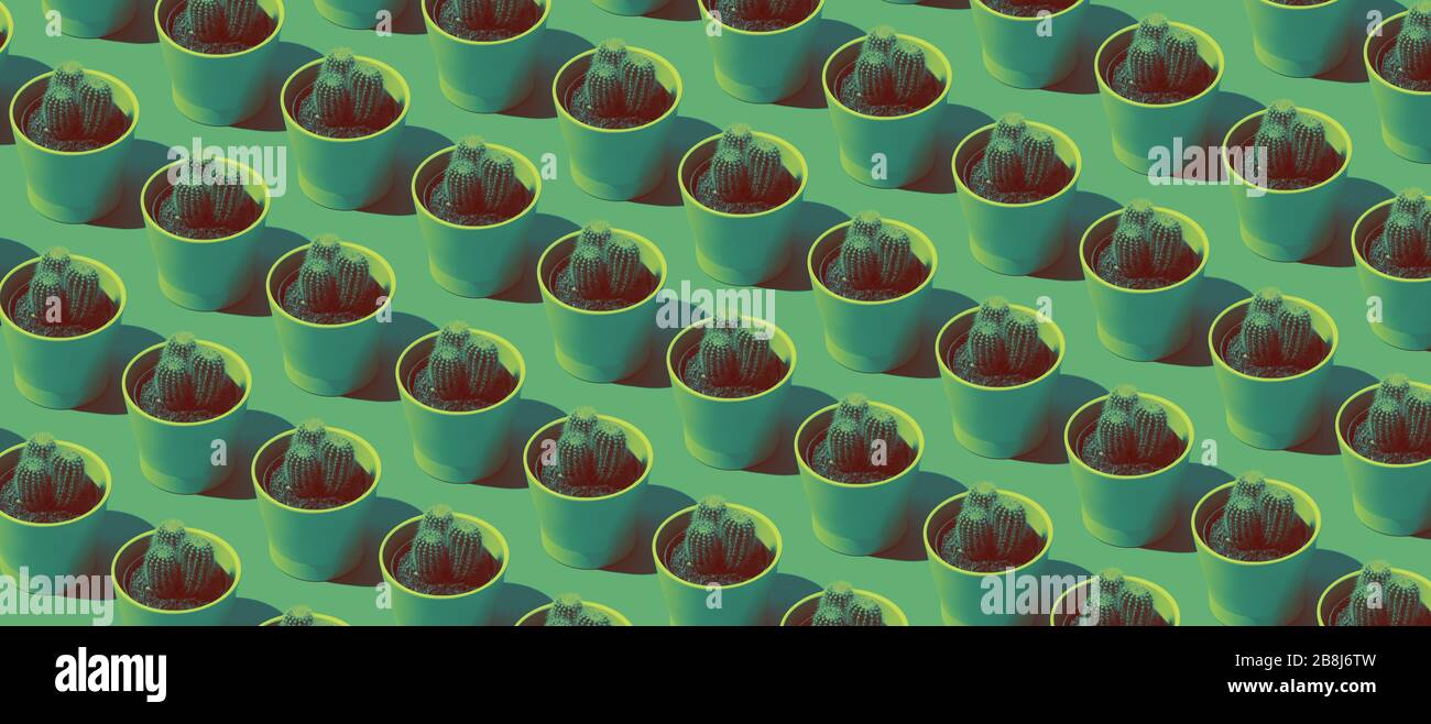 Repetition of identical cactus plants in a pot, gardening background ...