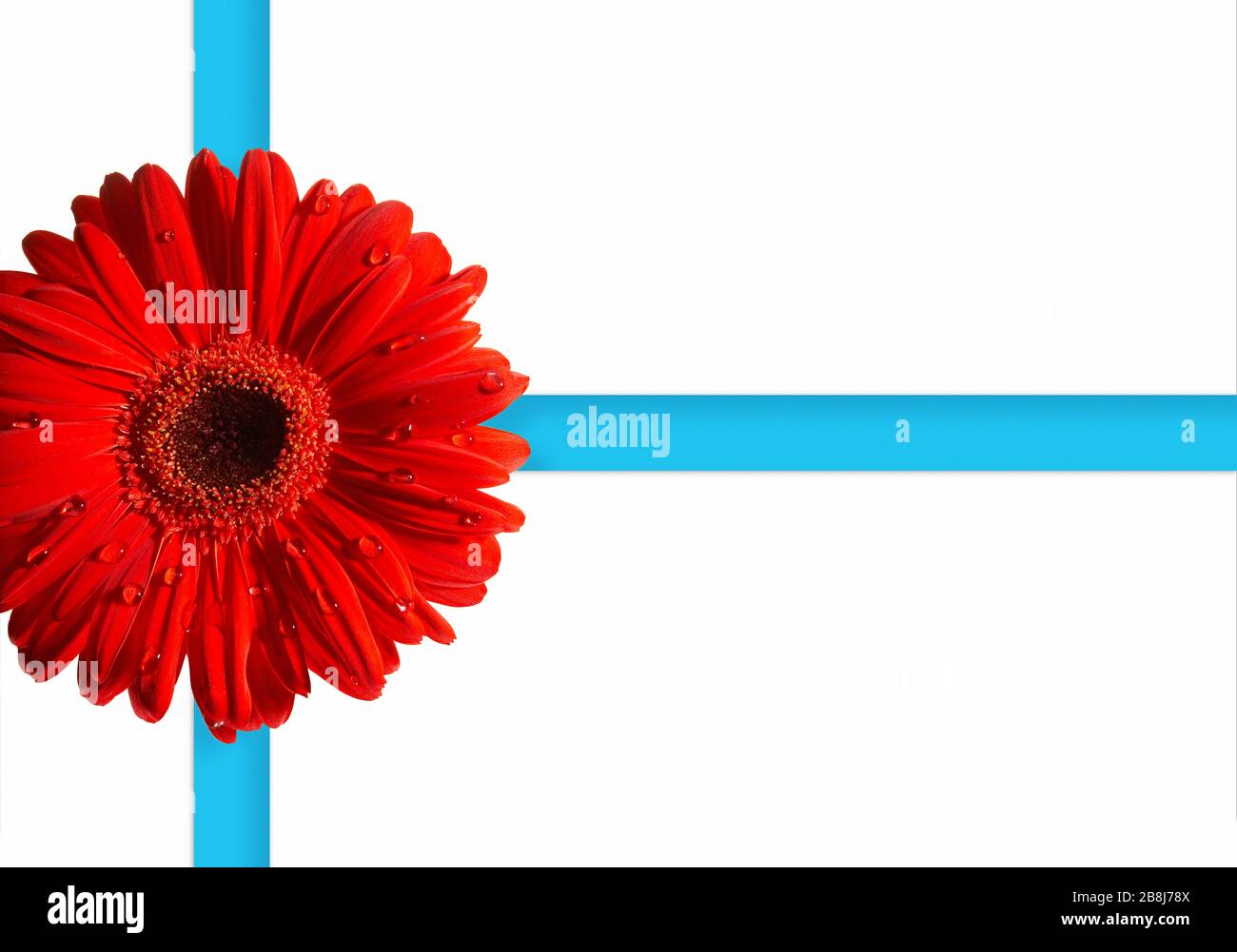 A detailed photo of a Gerbera, Daisy flower. It is isolated on white ...