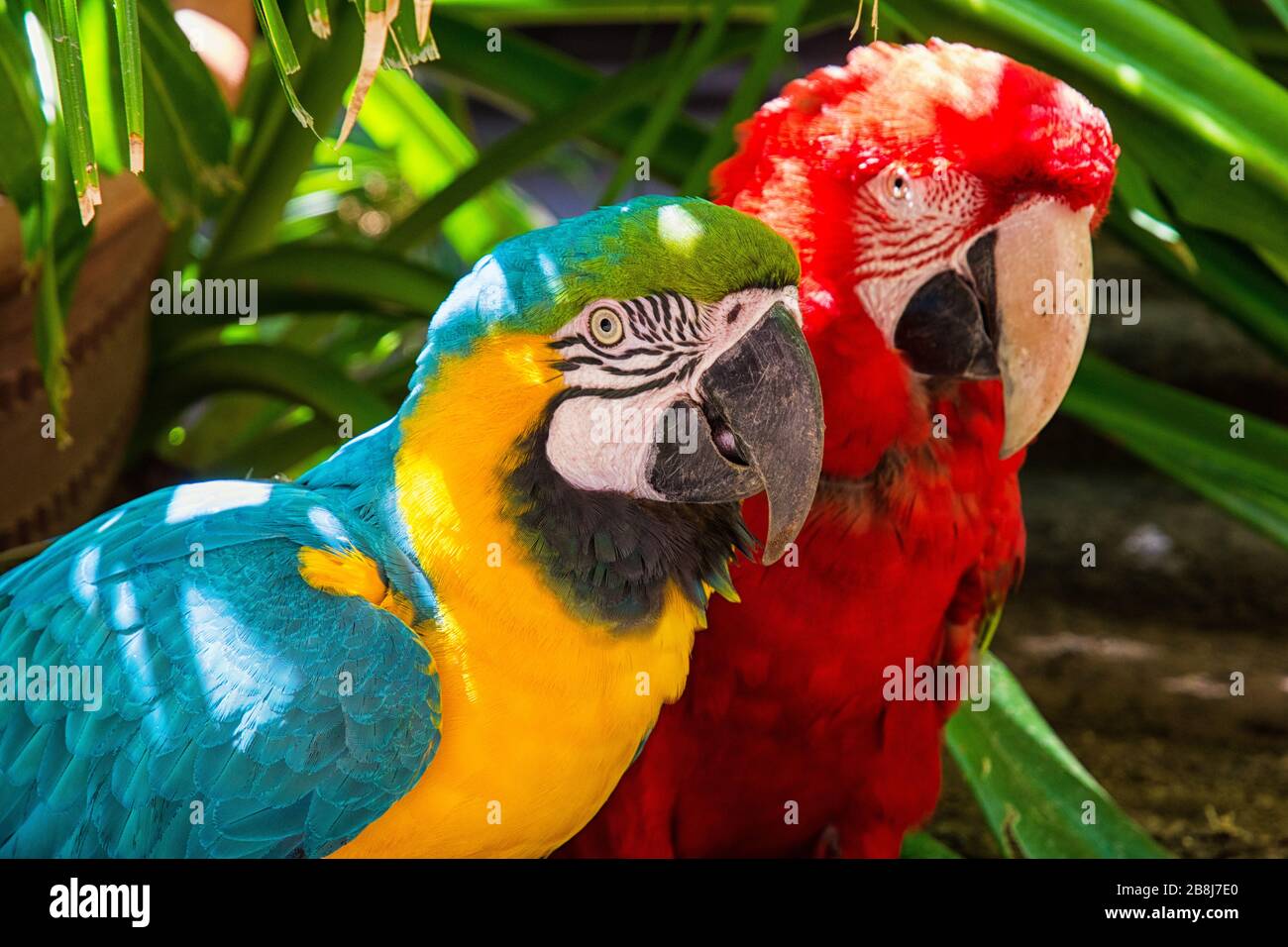 Pair of parrots hi-res stock photography and images - Alamy