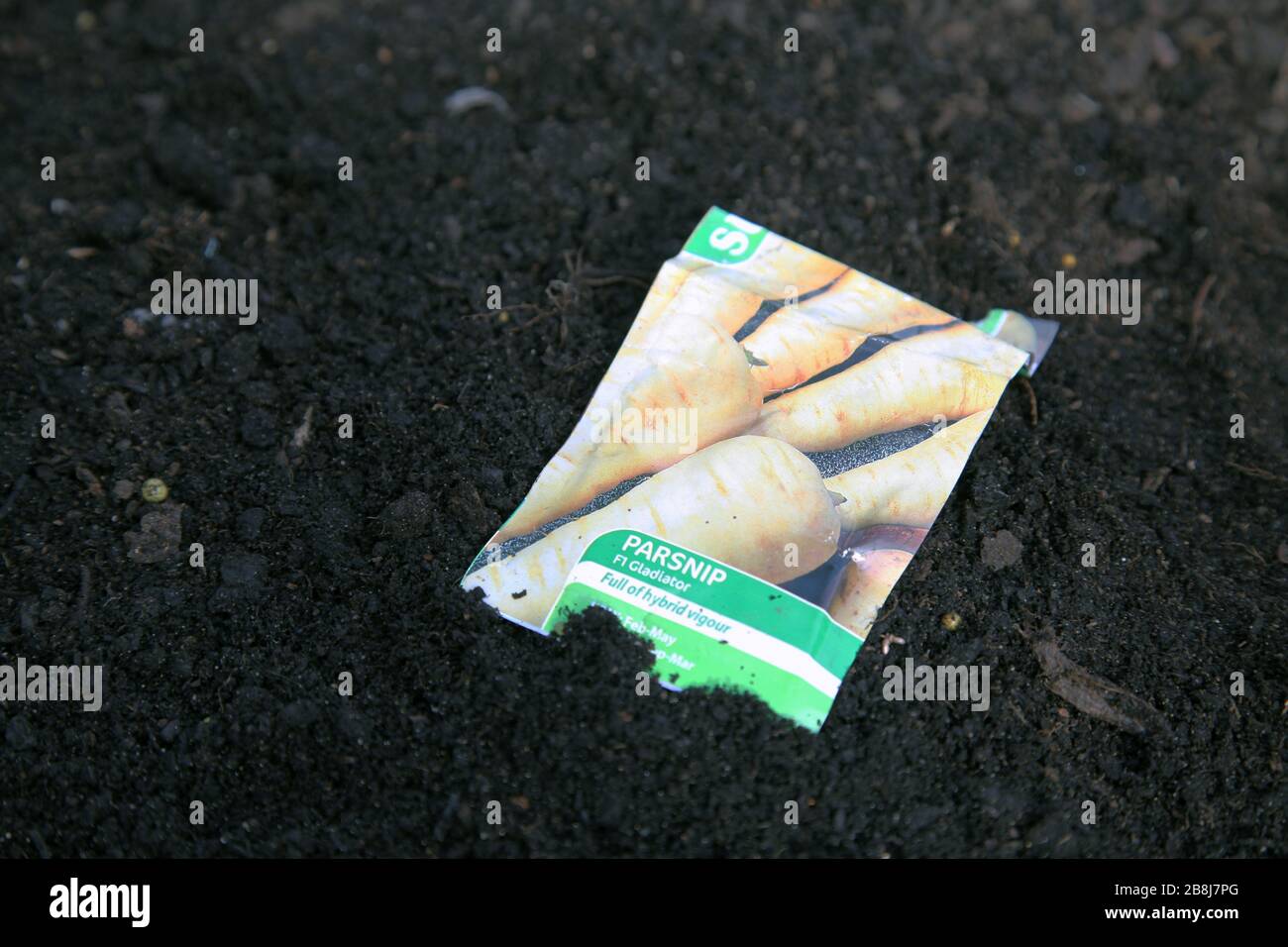 A packet of Suttons F1 Gladiator Parsnip seeds on fresh compost dirt ...